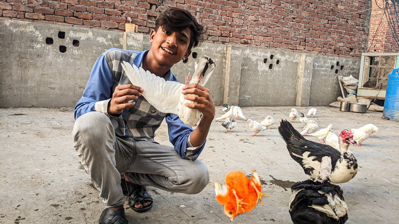 Aaj Chidi Mari Ki 🤩🕊️#ChidiMari - YouTube