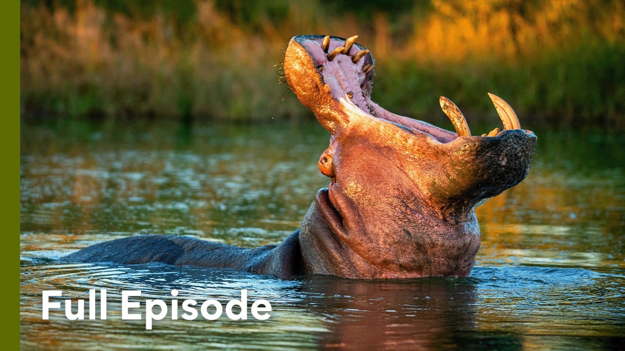 Africa’s Most Misunderstood Killer | Croc Watch With Steve Backshall ...
