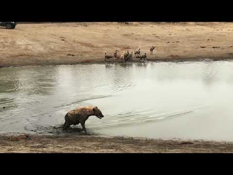 Wild Dogs Chase Hyena into Dam!