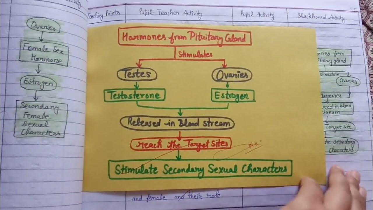 Secondary Sexual Characters Class 8 Youtube