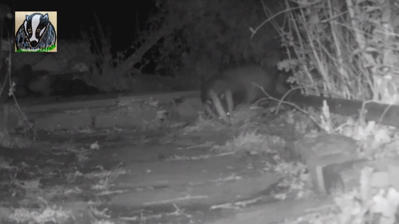 Badger Bedding Thief - first badger leaves grass bundle by the hedge ...