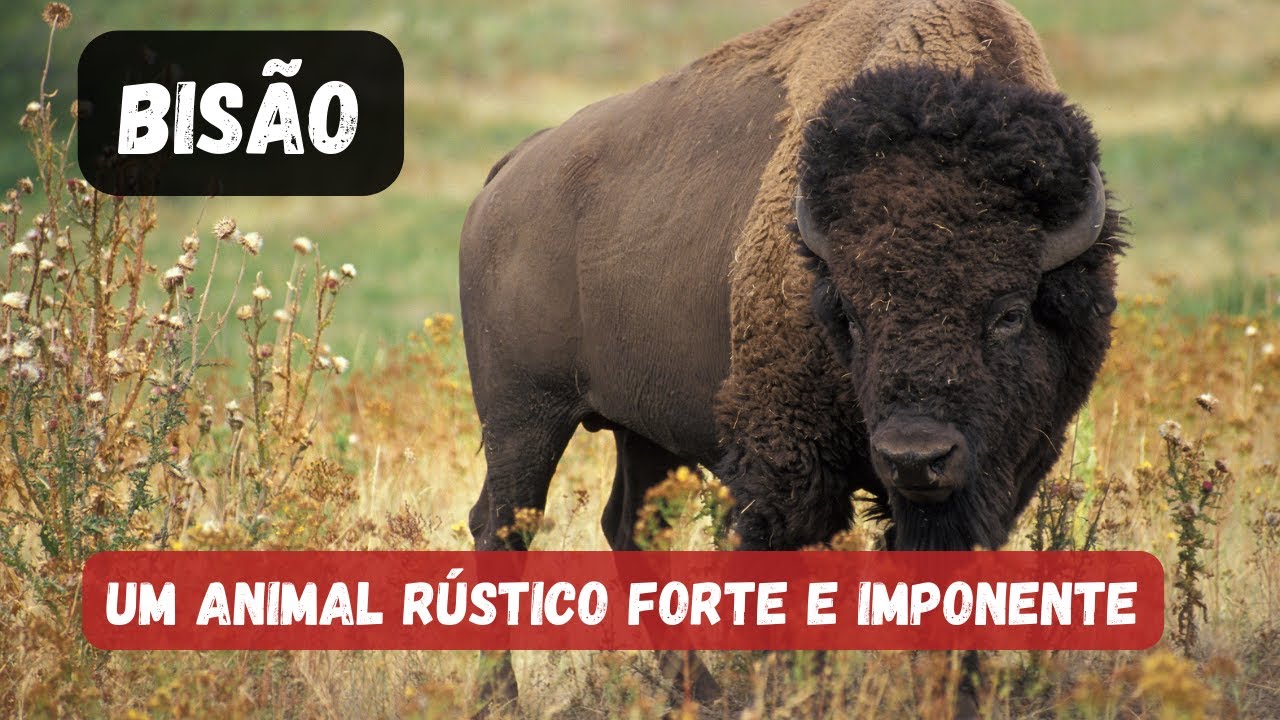 BISÃO - CONHEÇA 13 CURIOSIDADES SOBRE O BISÃO ESSE ANIMAL ...