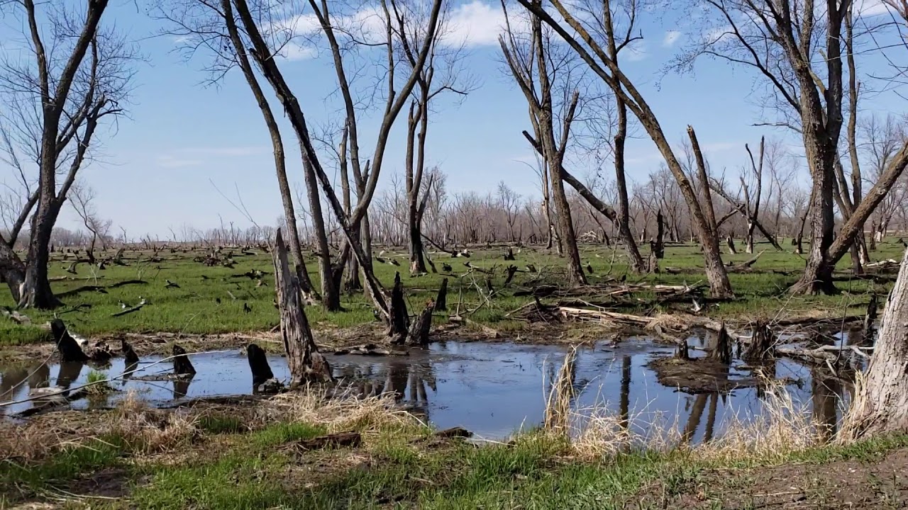 Ducks at Loess Bluffs - YouTube