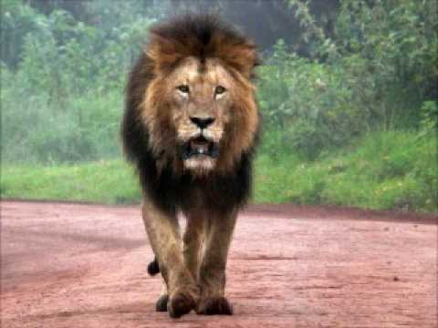 The Royal March of the Lion music - YouTube