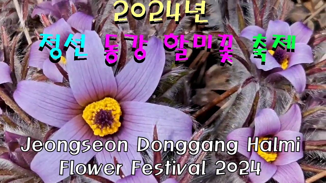 세계 유일종 동강 할미꽃 The only species in the world, the Donggang Halmi Flower ...