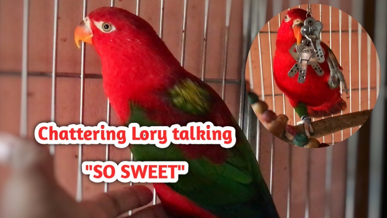 Chattering Lory Talking “So Sweet” | Cute Talking Parrot Video ...