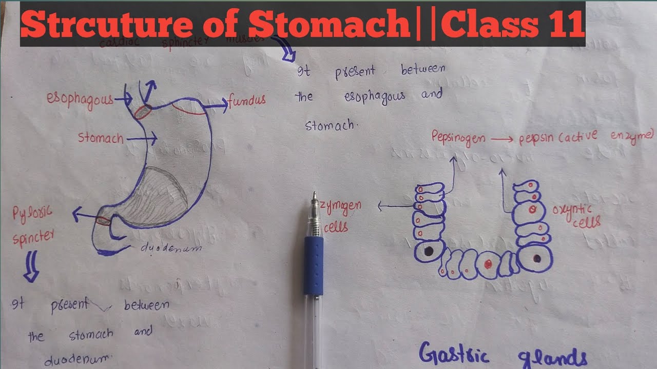 Digestion in stomach||Structure of stomach||Class 11||Chapter 12||Easy ...
