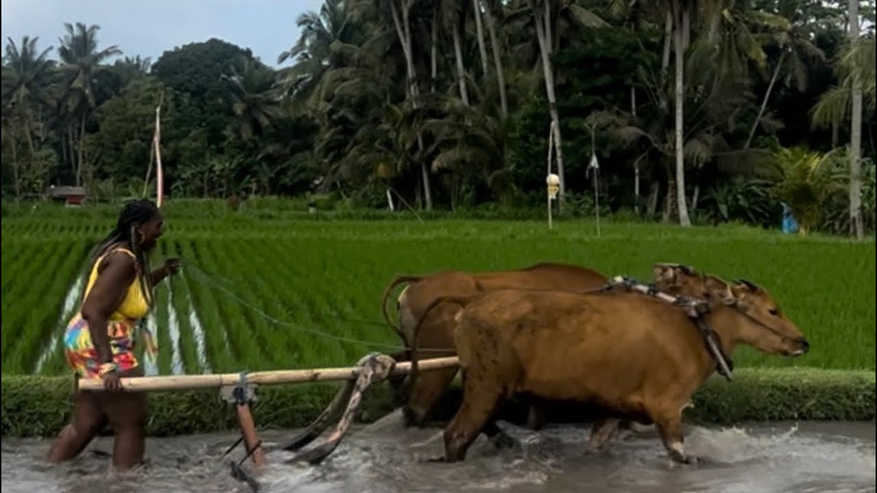Shein Plus Size Review Getting Down Dirty In Bali YouTube shein-plus-size-review-getting-down-dirty-in-bali-youtube