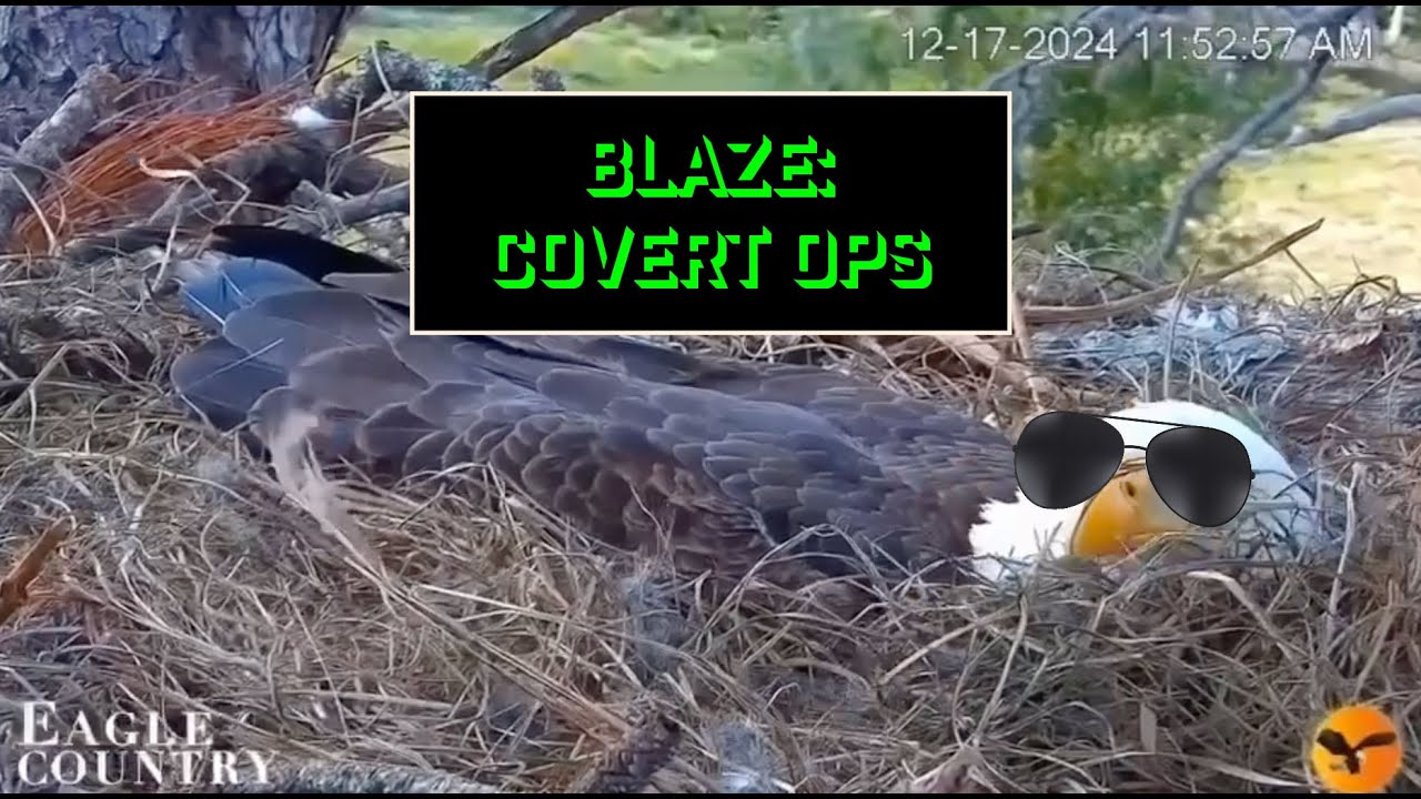 Blaze: Our Secret Agent | Eagle Country Bald Eagles - YouTube