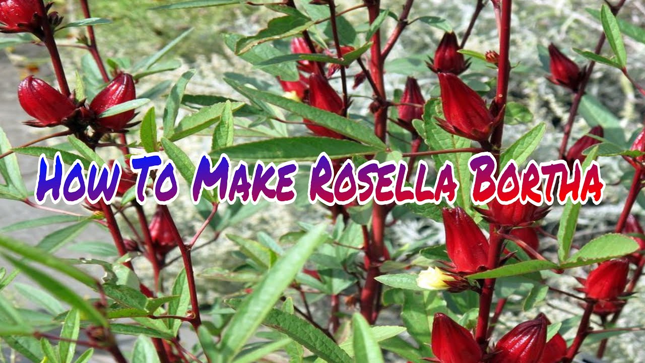 How to make Rosella Bortha#delicious recipe ##foryou #tastyfood # ...
