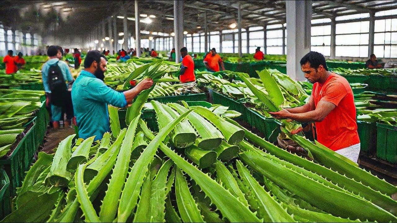 How Aloe Vera Gel is Made on a Massive Scale! Amazing Aloe Vera Factory ...