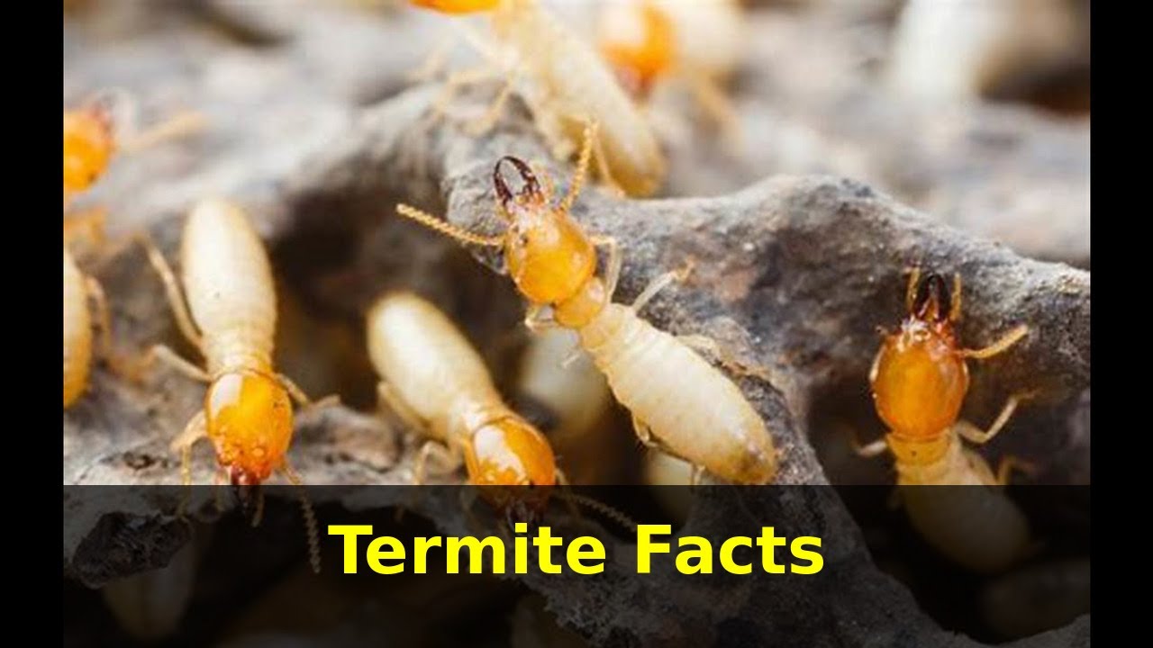 Termite Facts | Incredible facts about Termites | Facts about Termites ...