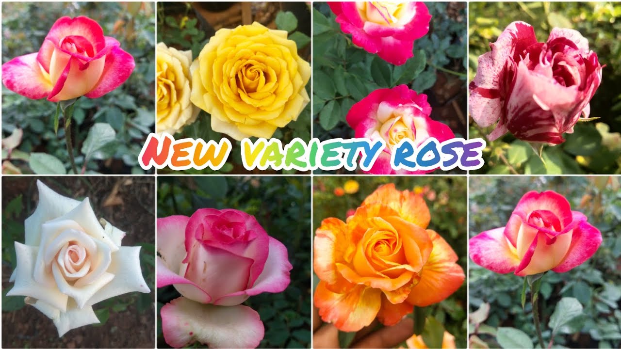 colour rose# rare collection # different variety #flower #thangamani ...