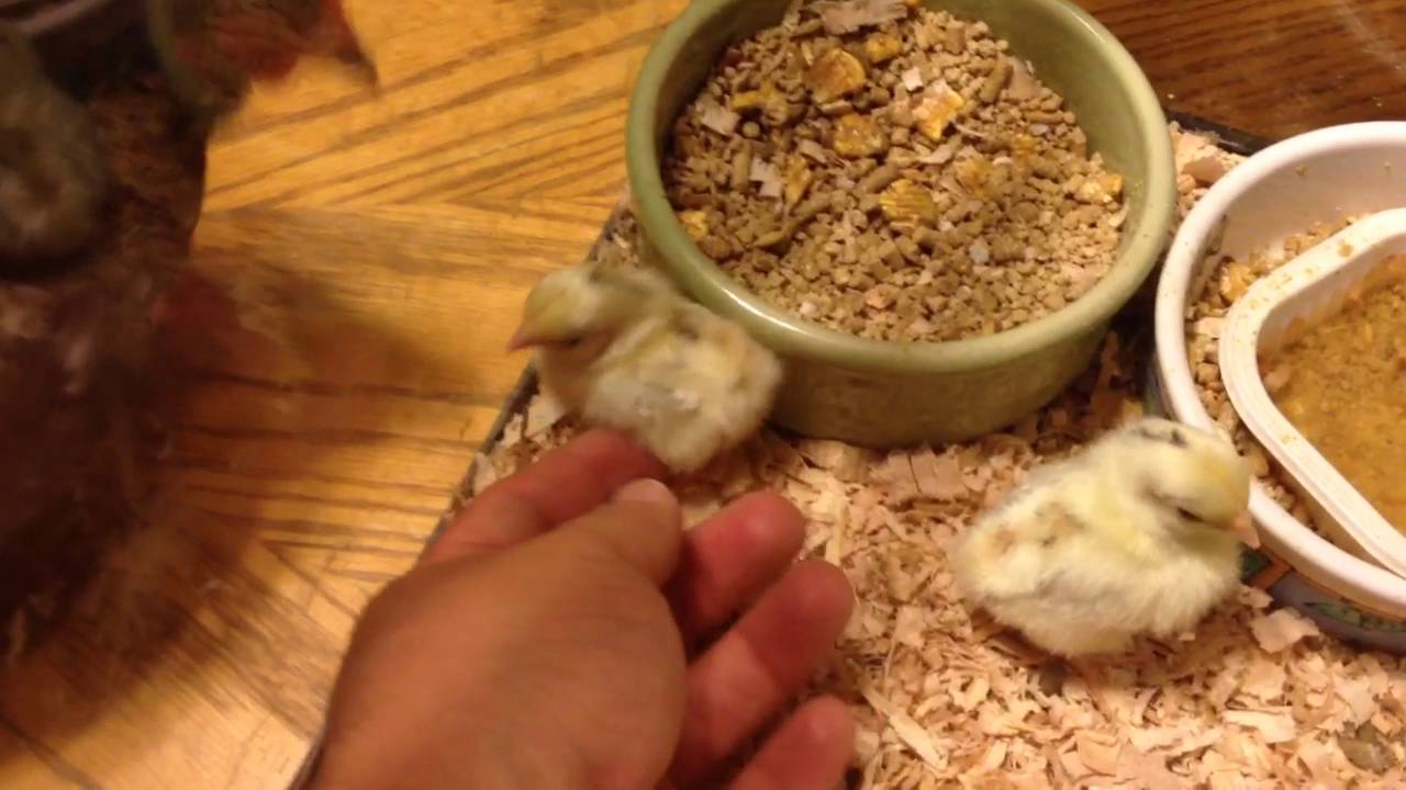 Old Video Never Uploaded, Serama Chicks, RIP Mother Hen :( Part 1 - YouTube