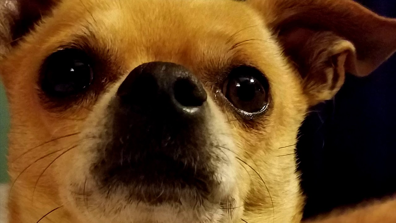 A message to Jackson (Bobby's little brother), from Tito (the dog ...