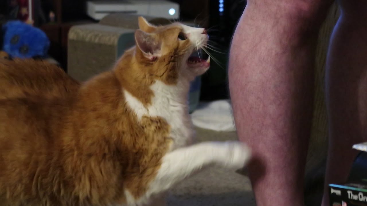 Intense Cat Meows - YouTube