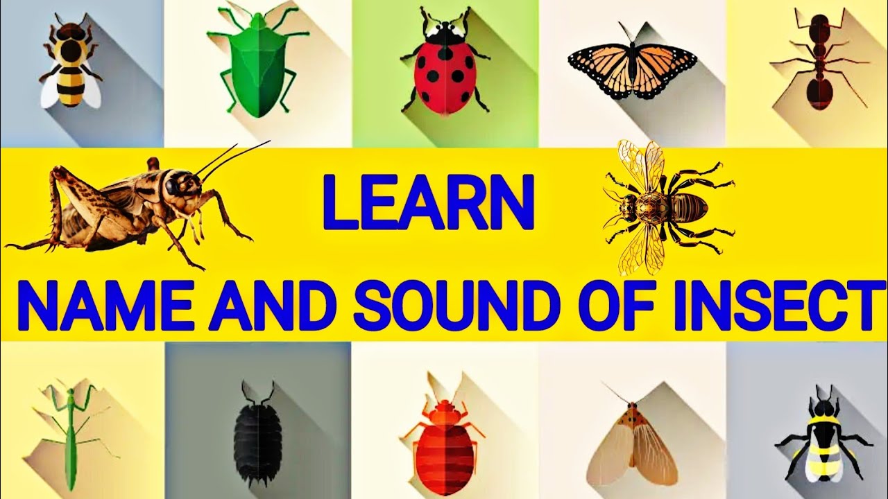 INSECTS - Name, Sound, Spelling Video for Toddlers and Kids || Insects ...