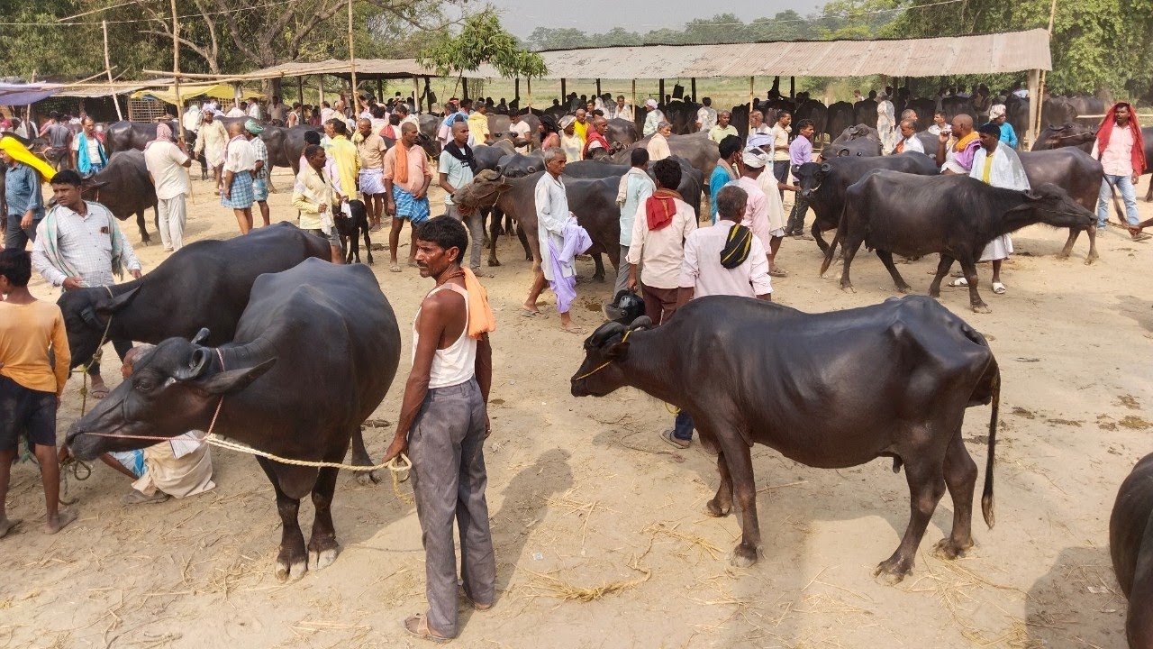 रानीपोखर भैंस मंडी (Bihar) #buffalo video #sanjeev vlogs - YouTube
