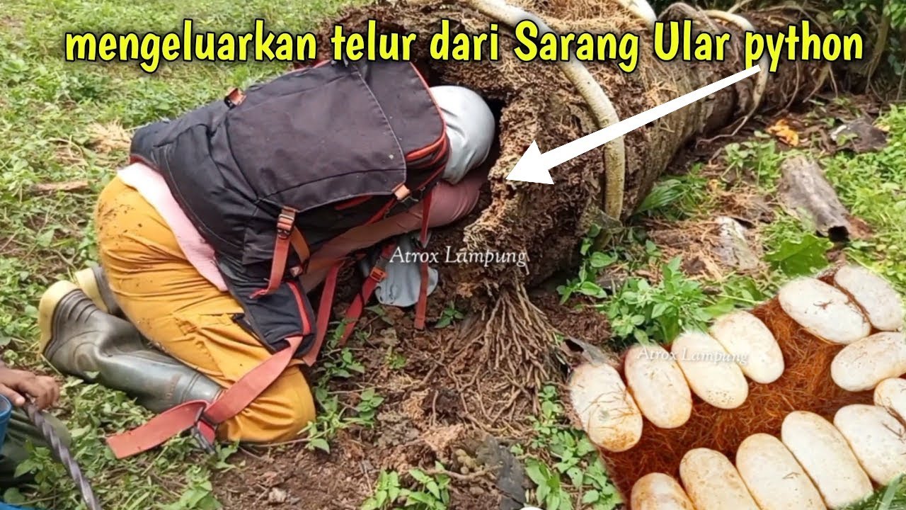 Ada Python yang sedang mengerami telur di dalam batang sawit part 2# ...