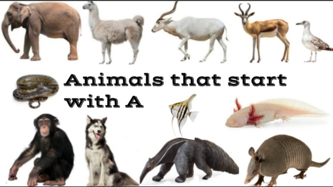Animals That Start With A. For Kids, - YouTube