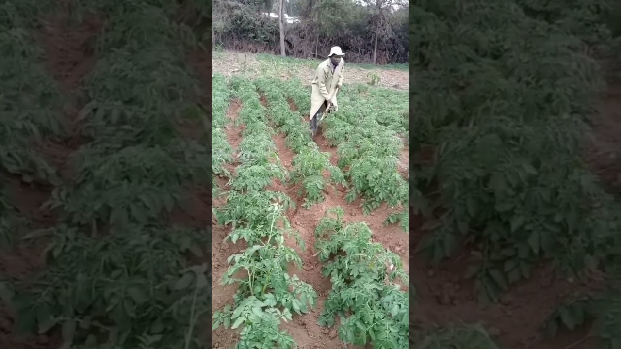 Hilling up potatoes - YouTube