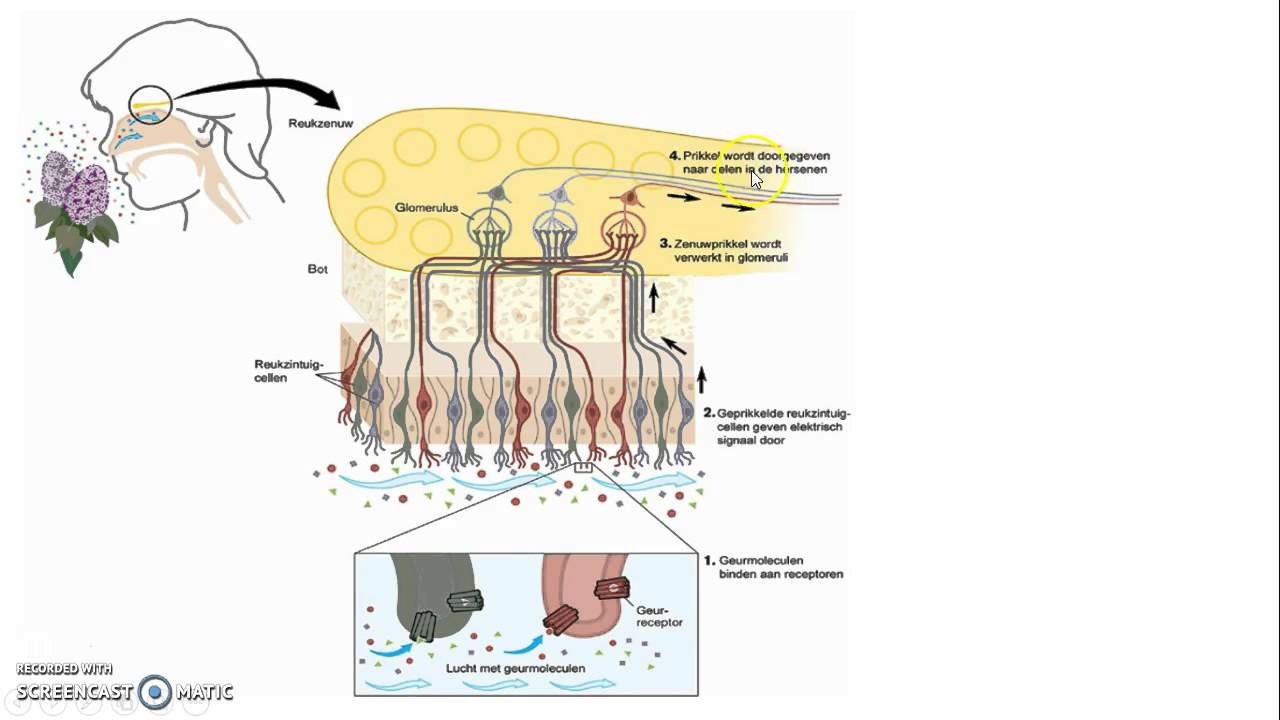 ruiken en proeven - YouTube
