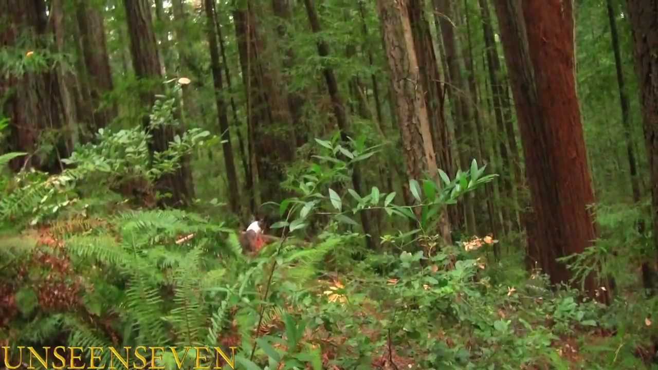 Bigfoot in slow motion knocking a giant tree down!!!! - YouTube