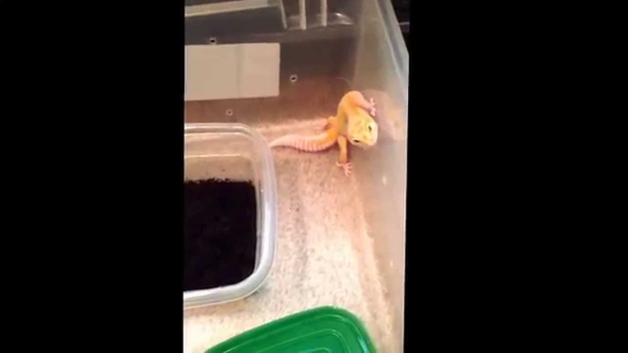 Gecko rack/tub set ups! - YouTube