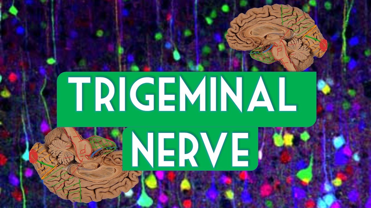 Trigeminal Nerve Brain Mapping The Body: Trigeminal Nerve | Health