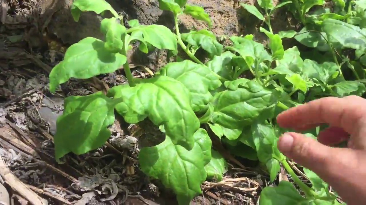 Savage in the Wild: Hawaii Invasive Species Awareness Week - New ...