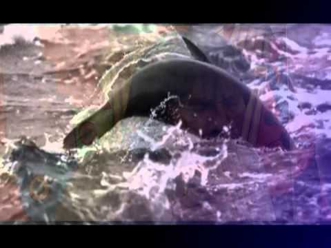 Miguel Conde Valdez - MAELA