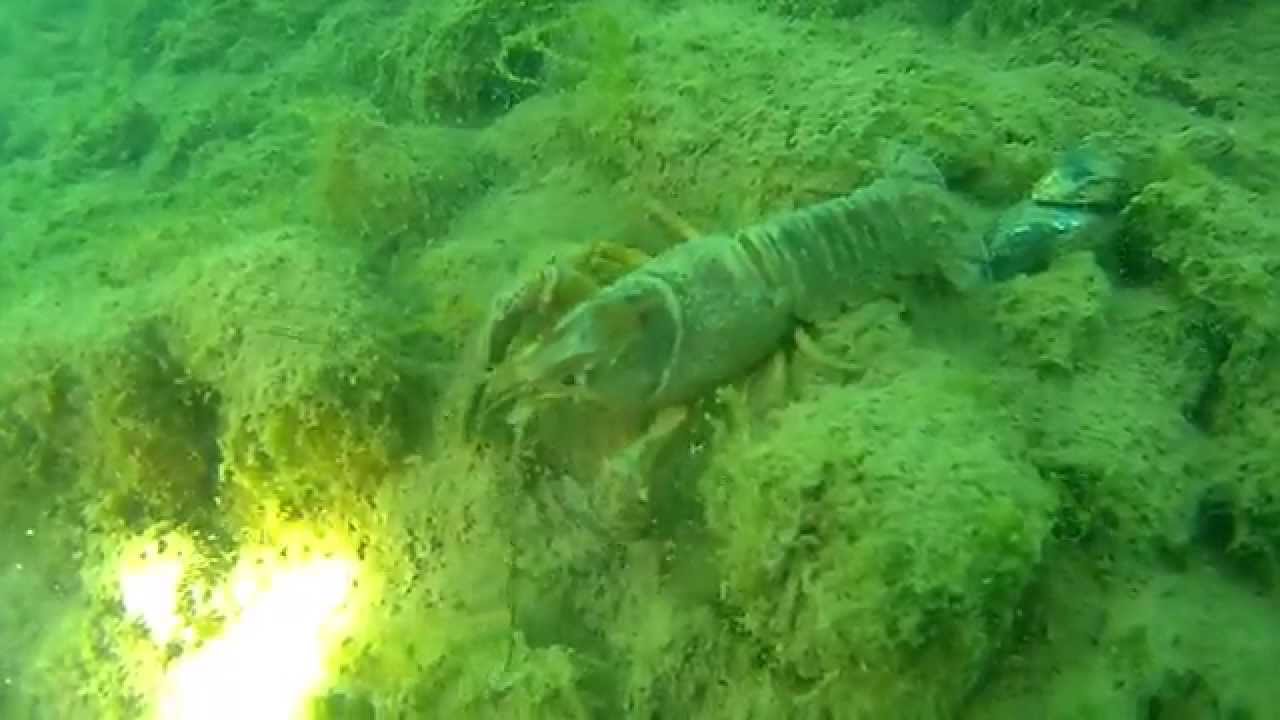 ΚΑΤΑΔΥΣΗ ΛΙΜΝΗ ΔΟΞΑ - SCUBA DIVE DOXA LAKE SCHOOL OF DIVING - YouTube