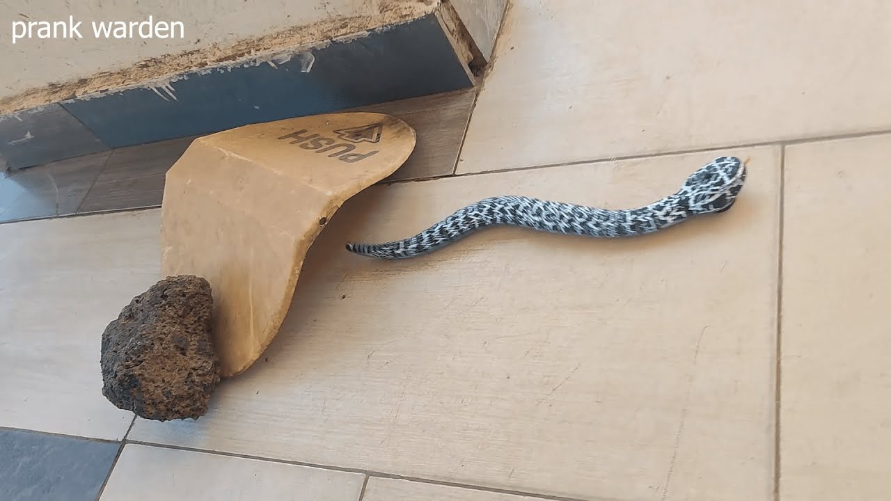 Best SNAKE Prank. People fear snakes. Terrifying scary reactions. Prank ...