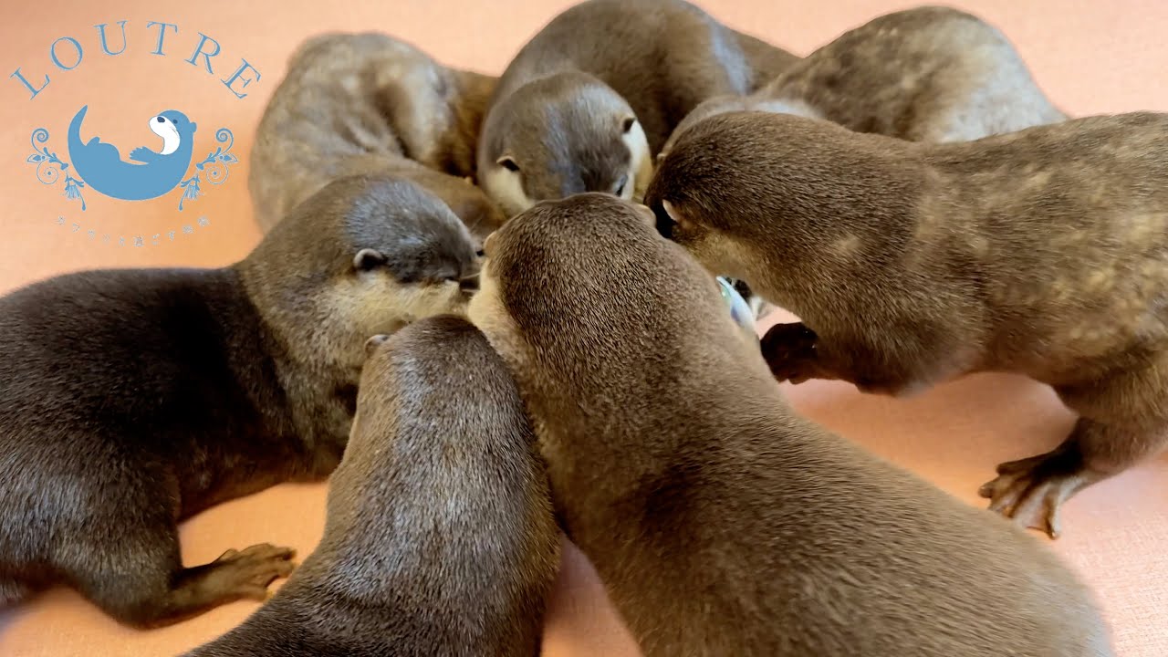 How to Put These Too-Strong Otters to Sleep - YouTube