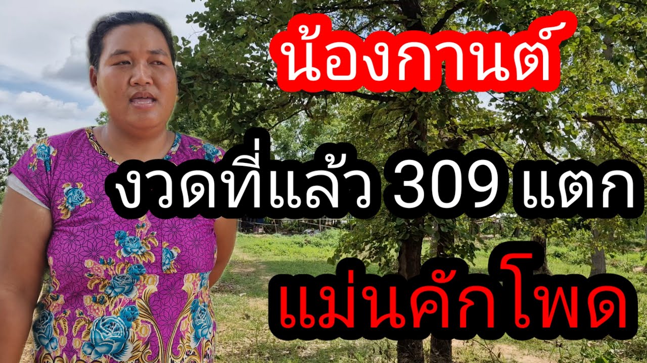 ผู้เฒ่า..พารวย,, Channel กำลังถ่ายทอดสด! น้องกานต์ 309 เข้าตรงๆ - YouTube