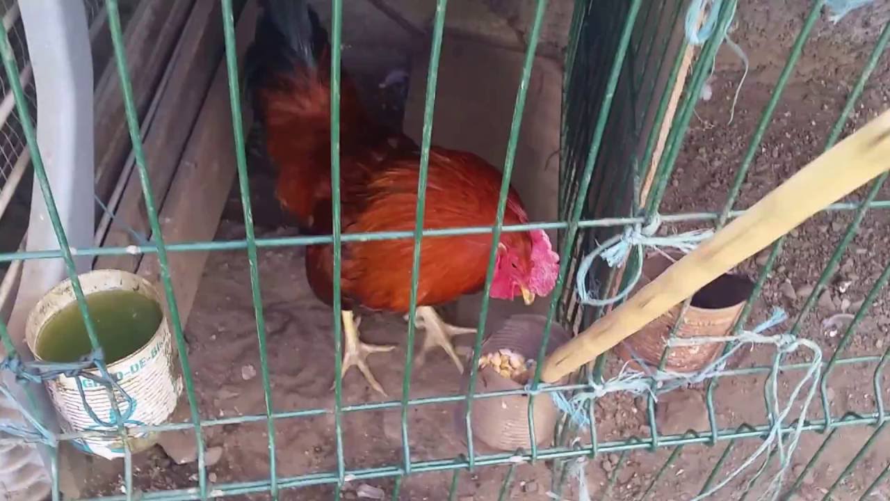My mean rooster - YouTube