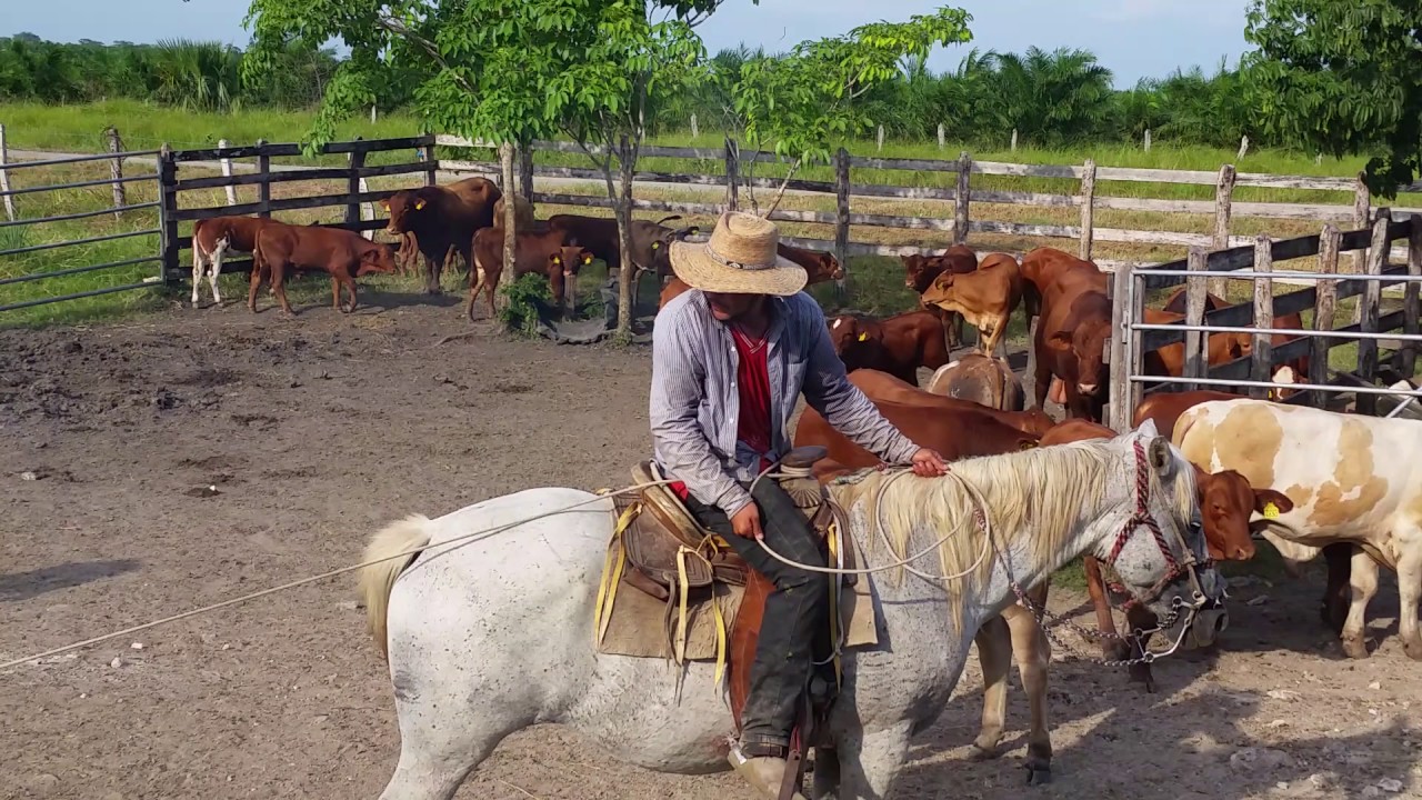 Marcando ganado Agosto 2016 - YouTube