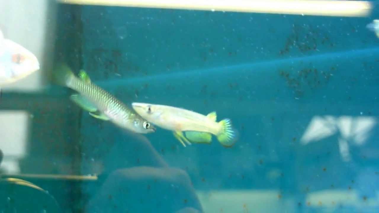 Aplocheilus Lineatus (Golden Wonder Panchax) - YouTube