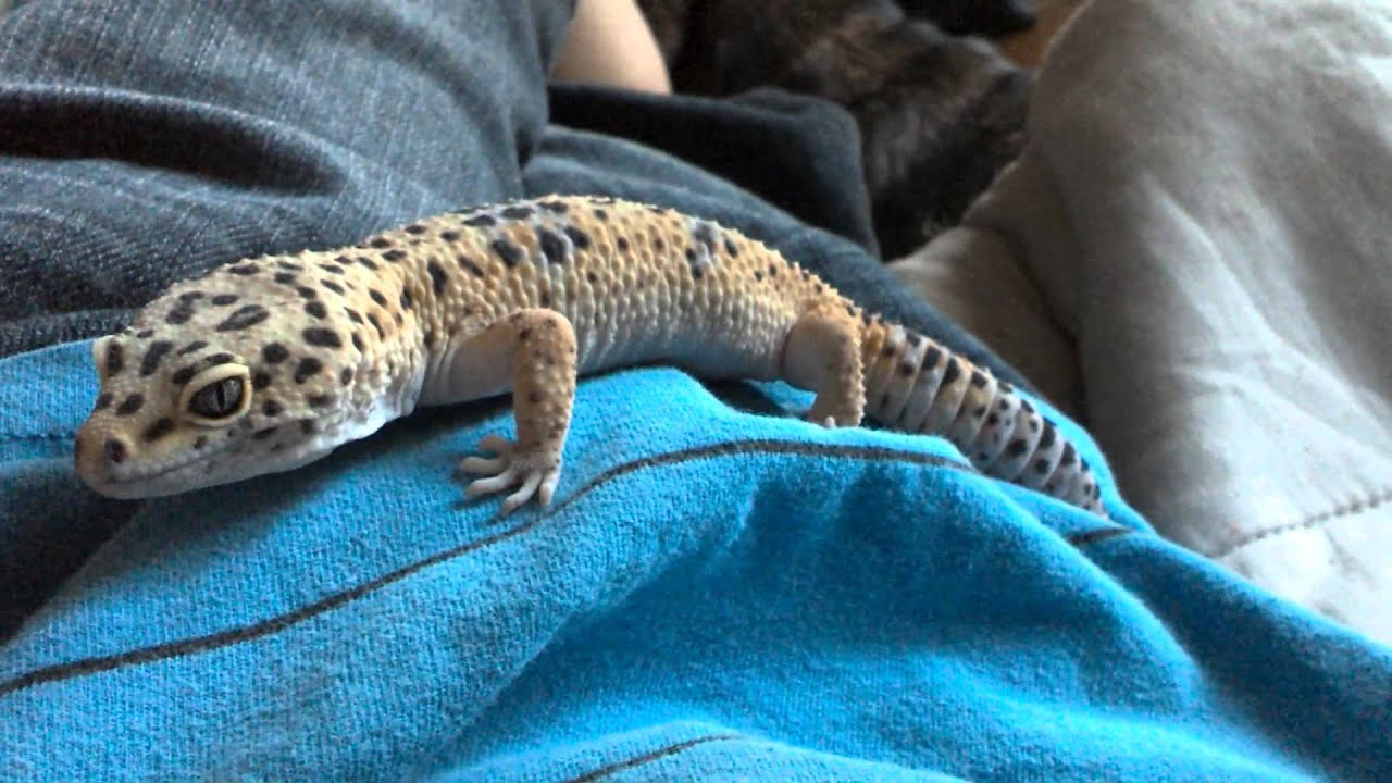 Lizard bomb - YouTube