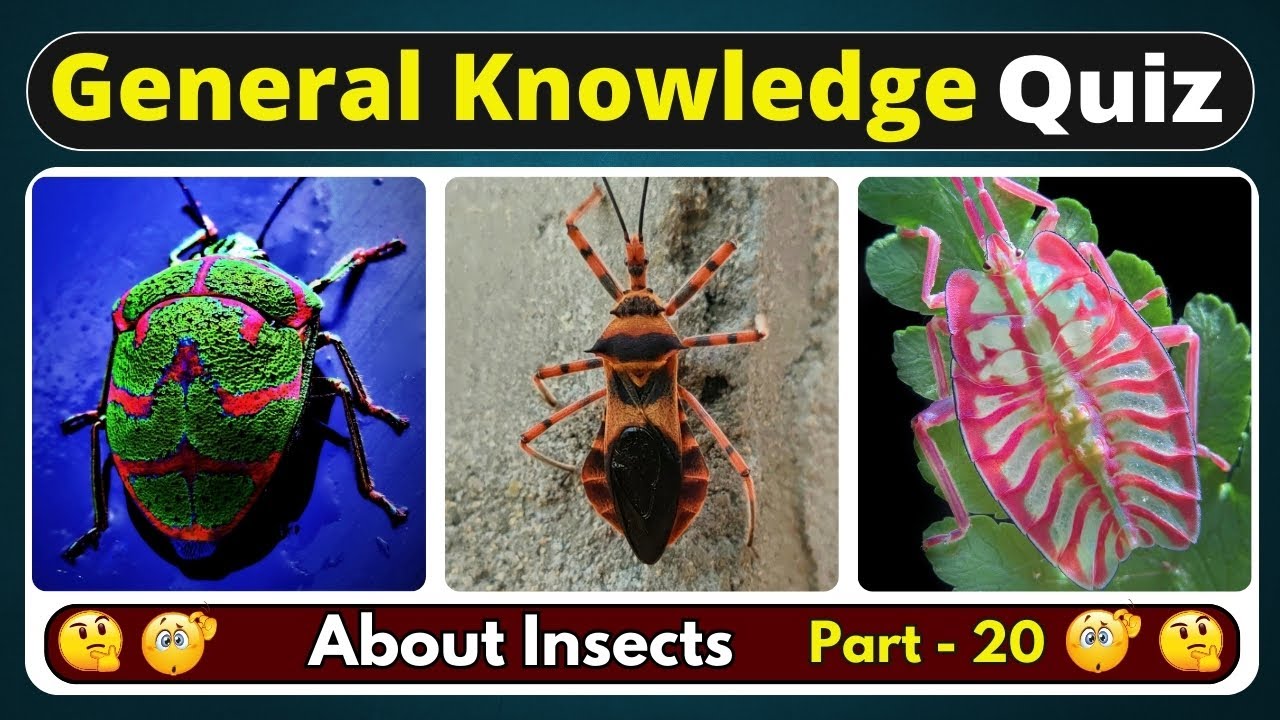 How Many Can You Get Right? 🐞 Insect General Knowledge Quiz (Part 20 ...