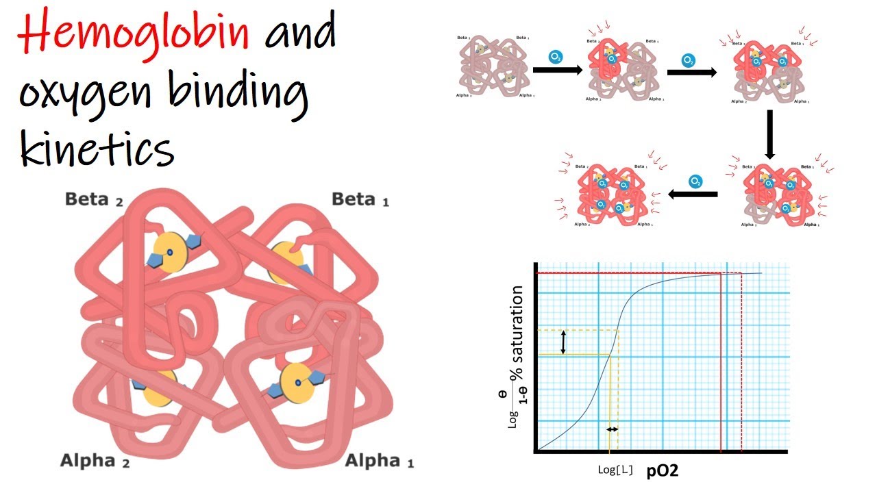 Hemoglobin And Oxygen Binding Kinetics YouTube