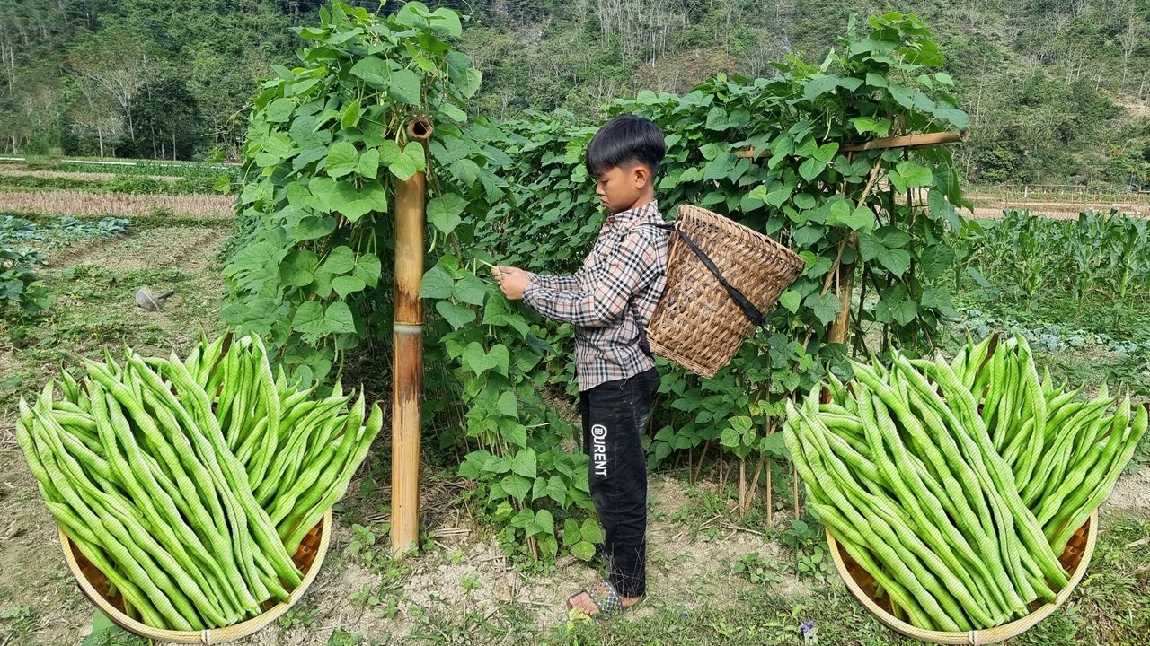 Poor boy _ Harvest cove beans and bring them to the market to sell ...
