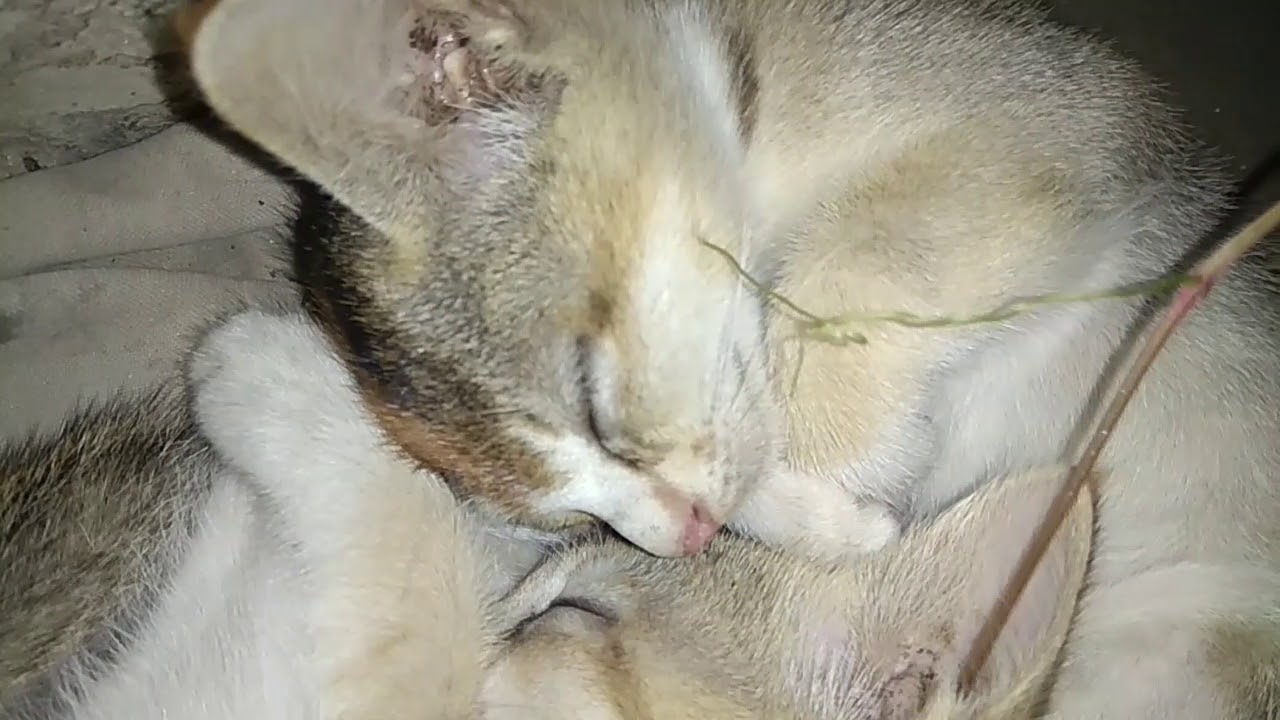 World's most Lazy cat।।দুনিয়ার সবচেয়ে অলস বিড়াল - YouTube