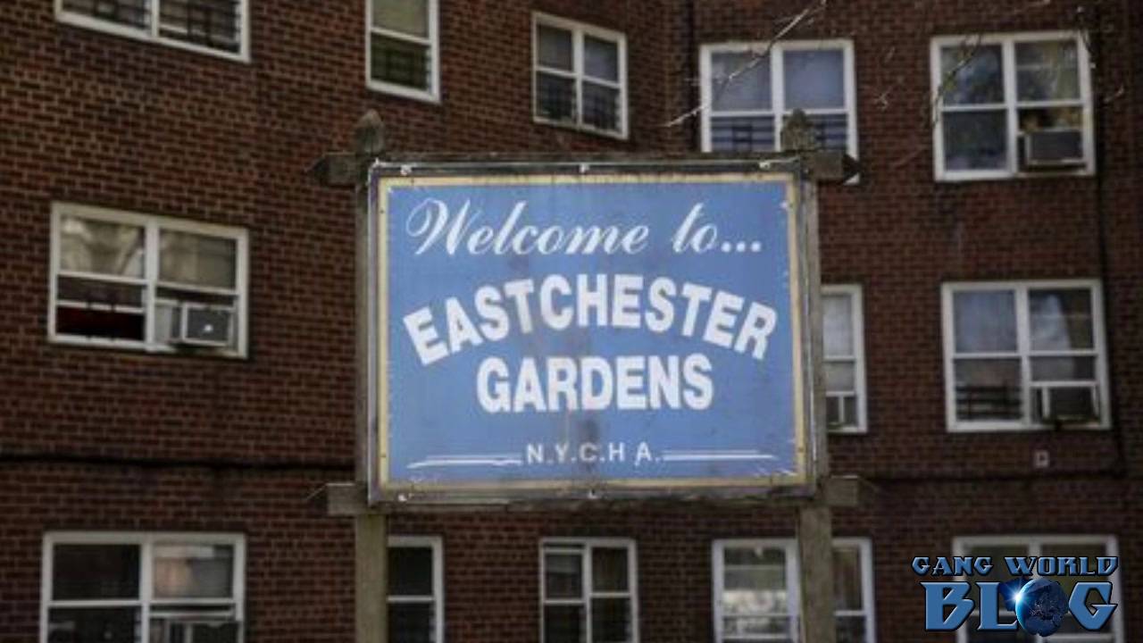 What Happens after a Gang Takedopwn Eastchester Gardens (2Fly YGz Gang ...
