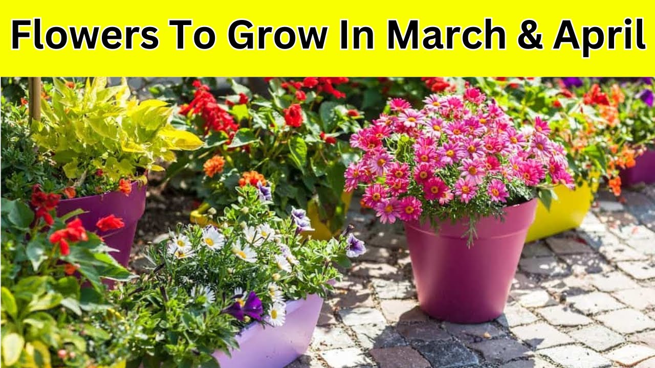 Flowers To Grow In March and April / Flowers to plant in March and ...