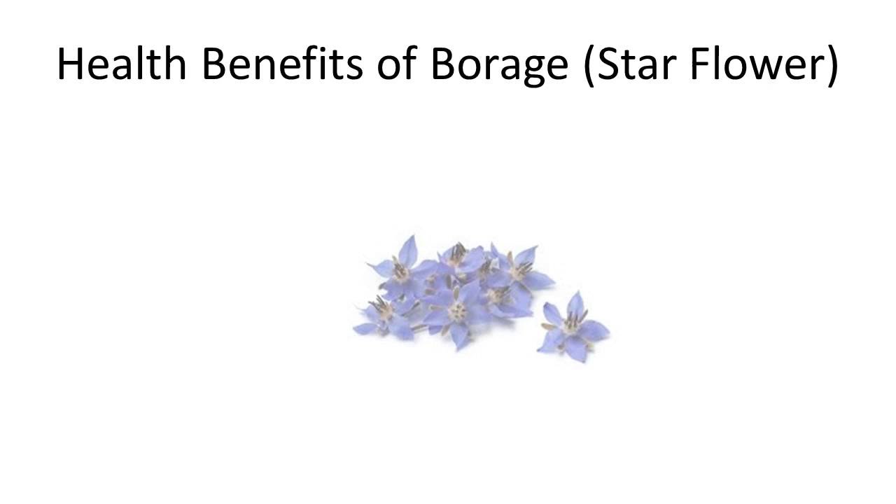 Top 10 Health Benefits and Advantages of Eating Borage Star Flower ...