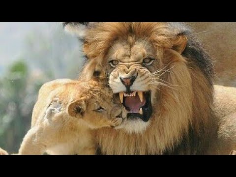 Big Cat babies With Mom||Lion king||Tiger