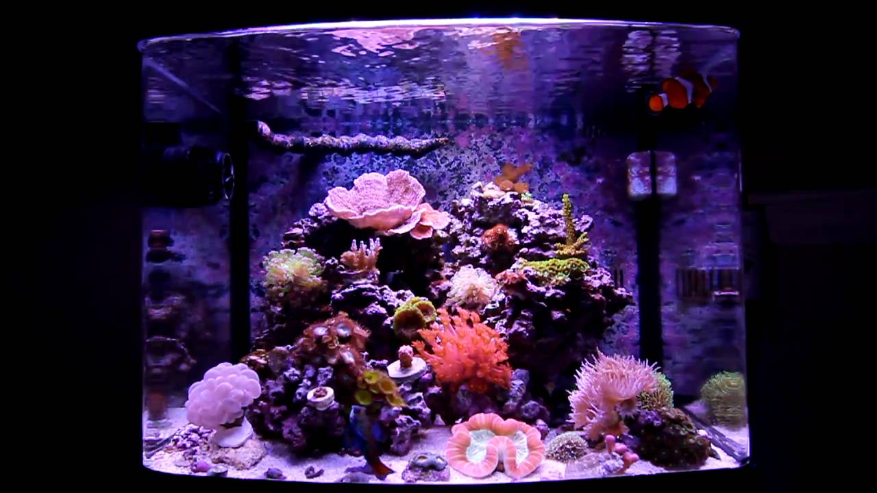 29G Biocube with Custom LEDs and sump - HD - YouTube