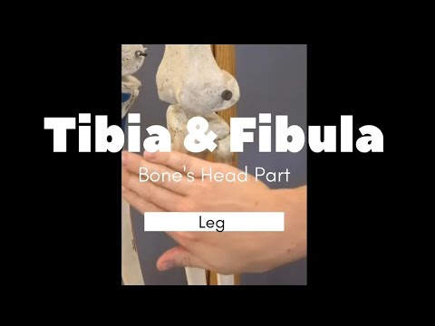 Notes of Tibia & Fibula Real Bone' s Head part leg anatomy #vlog # ...