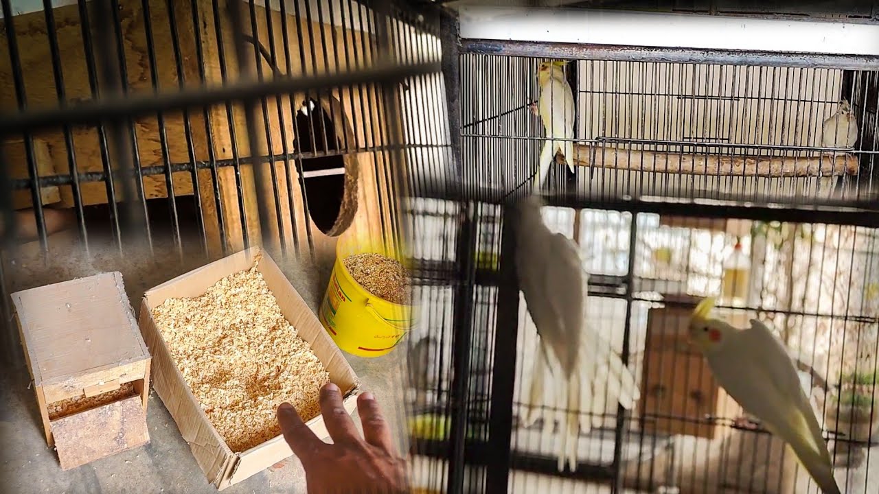 Cockatiels pair ko Breeding Box lga dia π₯° - YouTube Cockatiels pair ko Breeding Box lga dia π₯° - YouTube